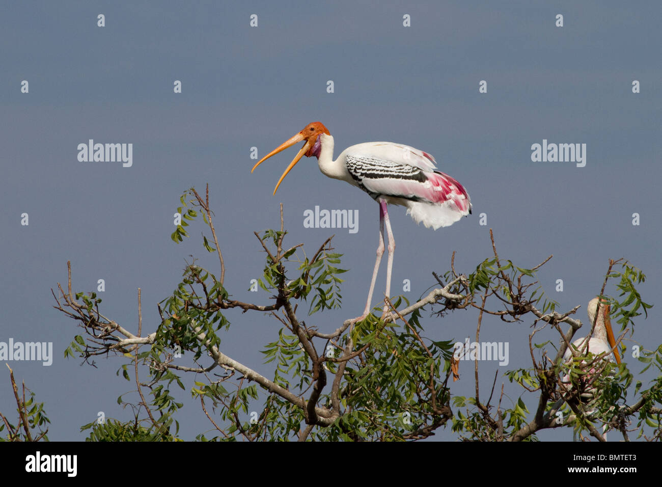 Indian lilly hi-res stock photography and images - Alamy