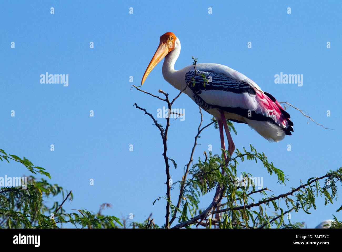 Treetop birds hi-res stock photography and images - Alamy
