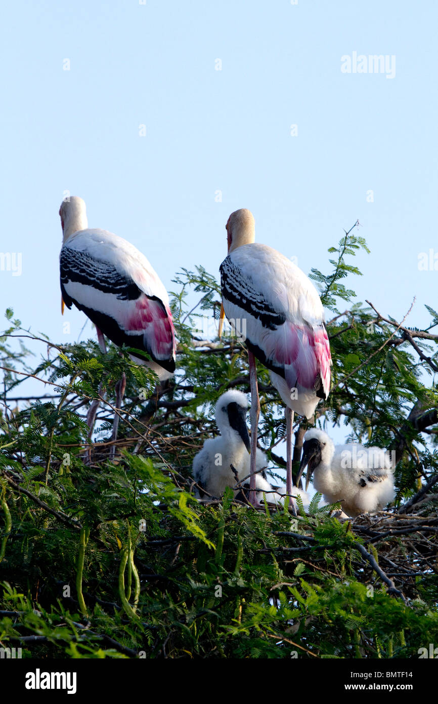 Indian lilly hi-res stock photography and images - Alamy