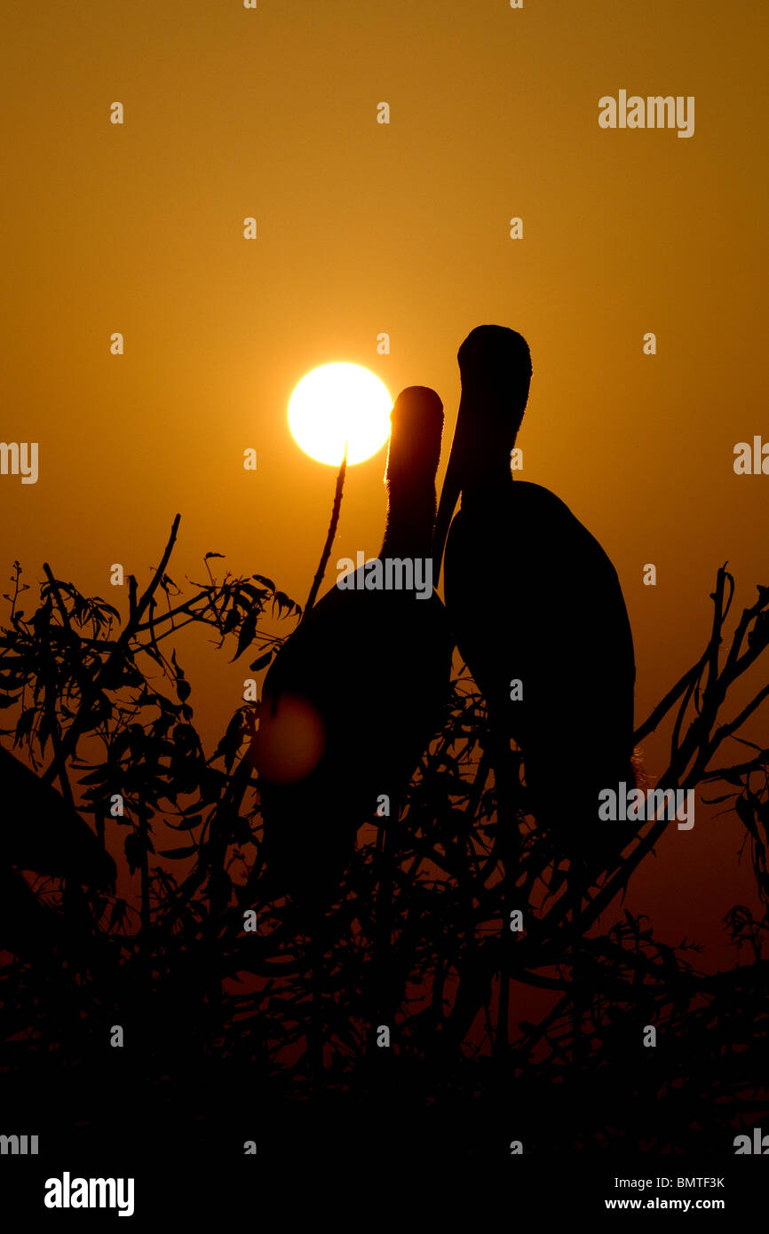 Giant stork hi-res stock photography and images - Alamy