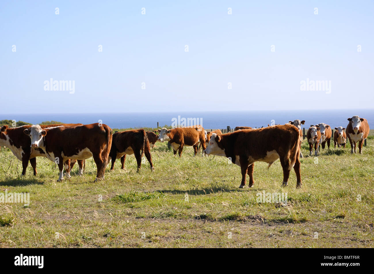 California cows, USA Stock Photo - Alamy