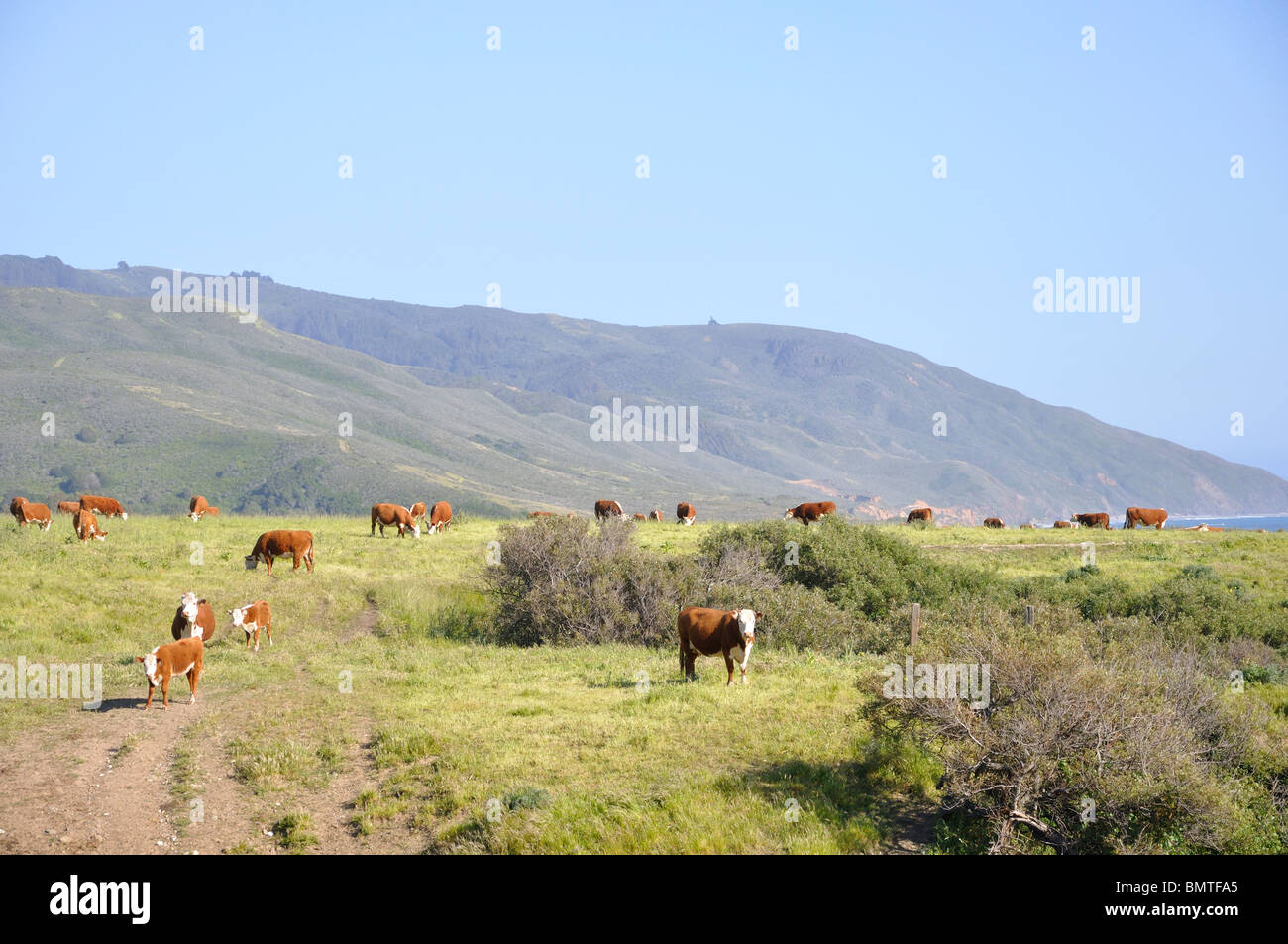 California farm cow hi-res stock photography and images - Alamy