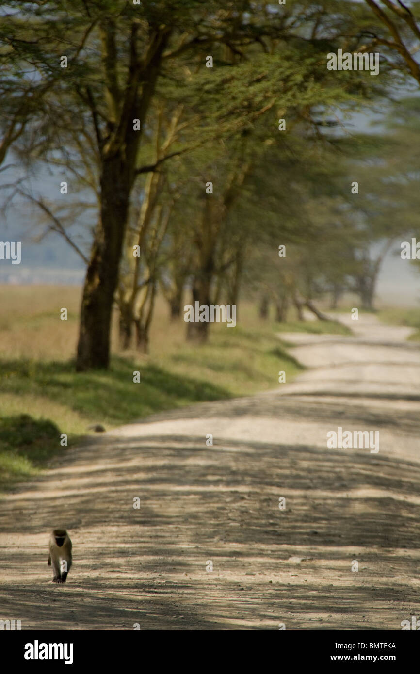 Vervet Monkey on dirt road Stock Photo - Alamy