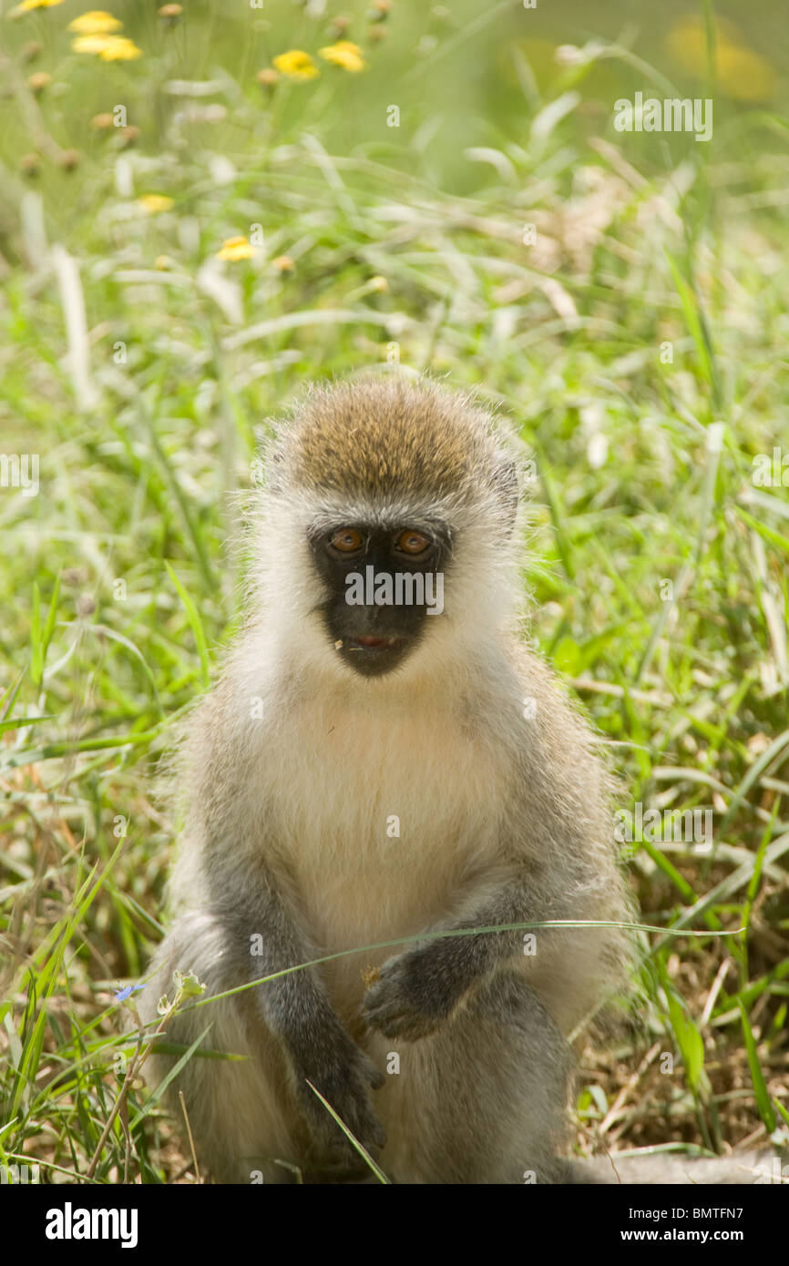 Vervet Monkey Cercopithecus aethiops in the Lake Nakuru National Park ...