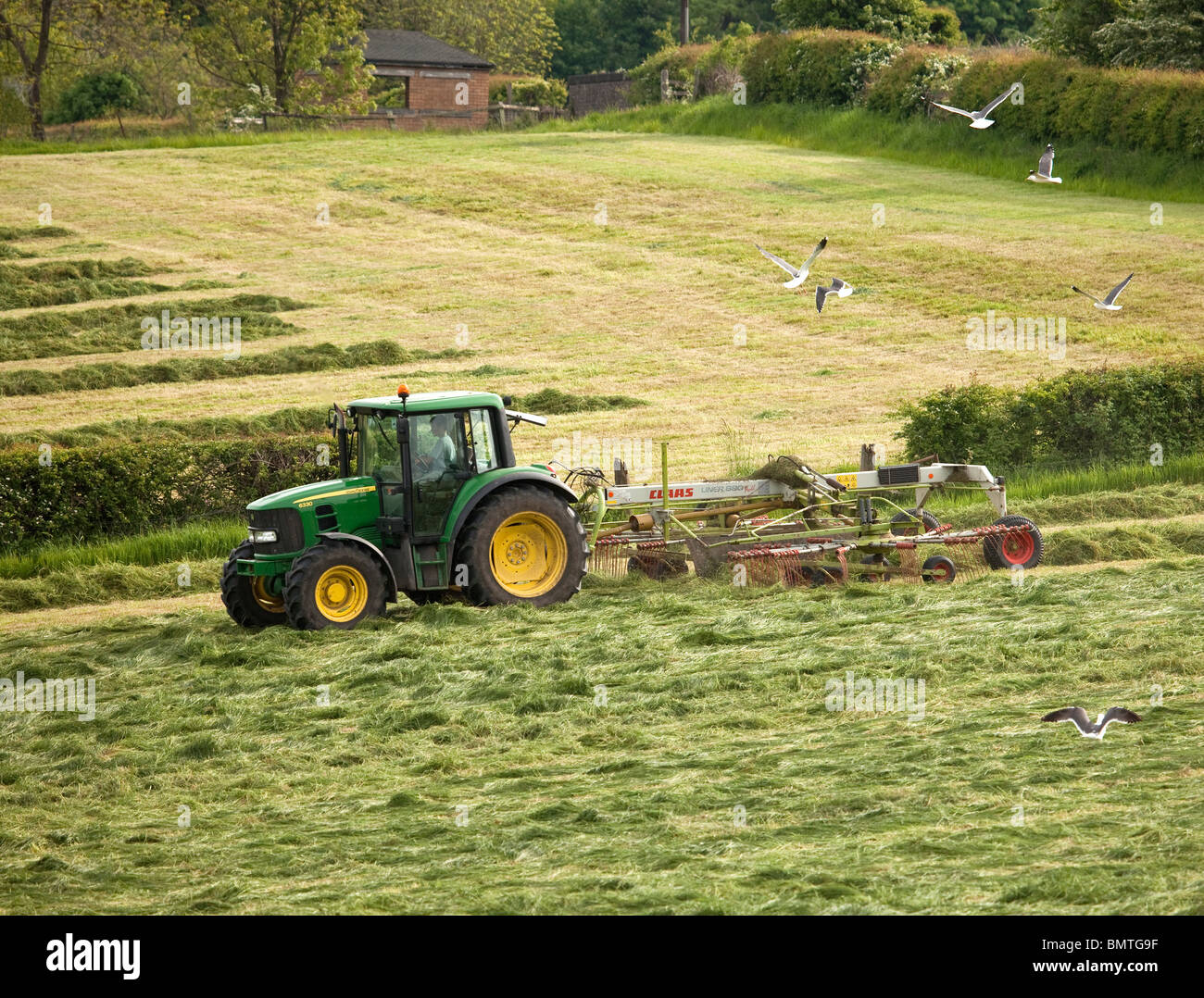Farmer with tractor and liner, lining grass which has been cut for ...