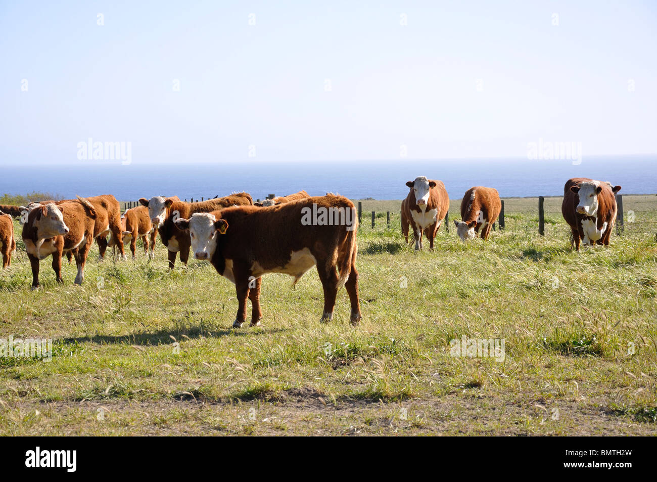 California cows, USA Stock Photo - Alamy