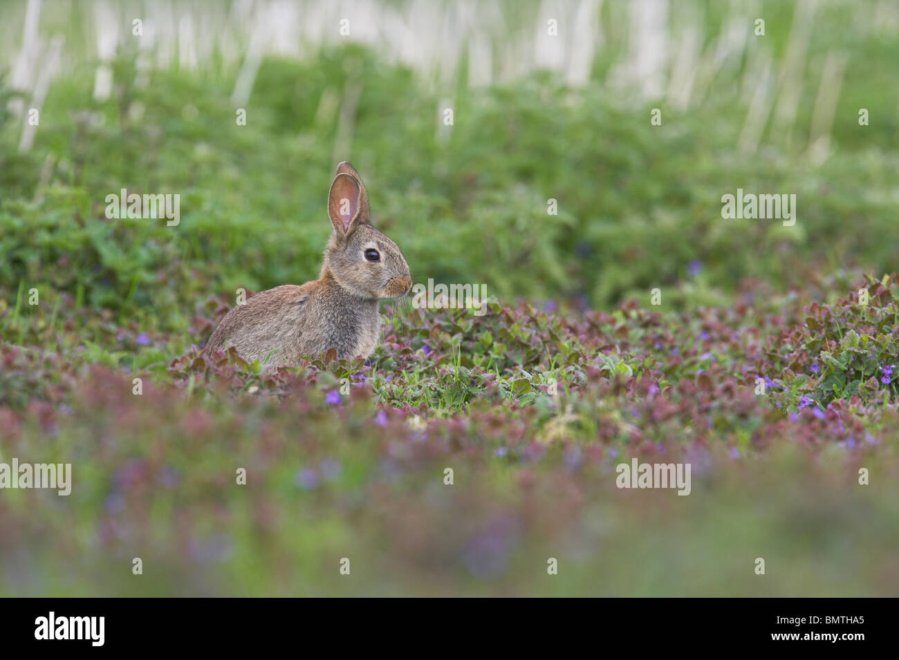 European rabbit Oryctolagus cuniculus on grazed grassland at Weston ...