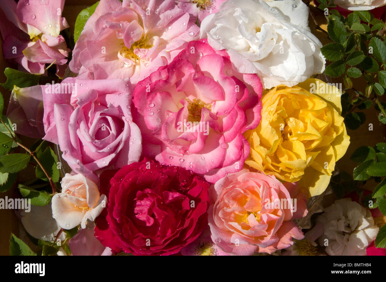 The new roses hi-res stock photography and images - Alamy