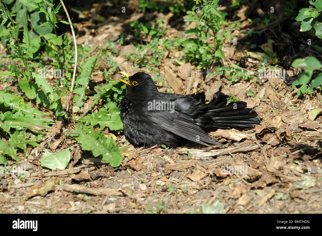 Sunbathing blackbird hi-res stock photography and images - Alamy
