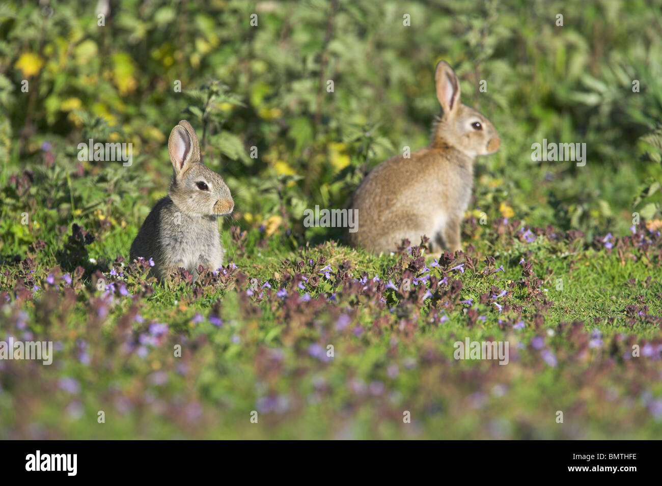 European rabbit Oryctolagus cuniculus on grazed grassland at Weston ...