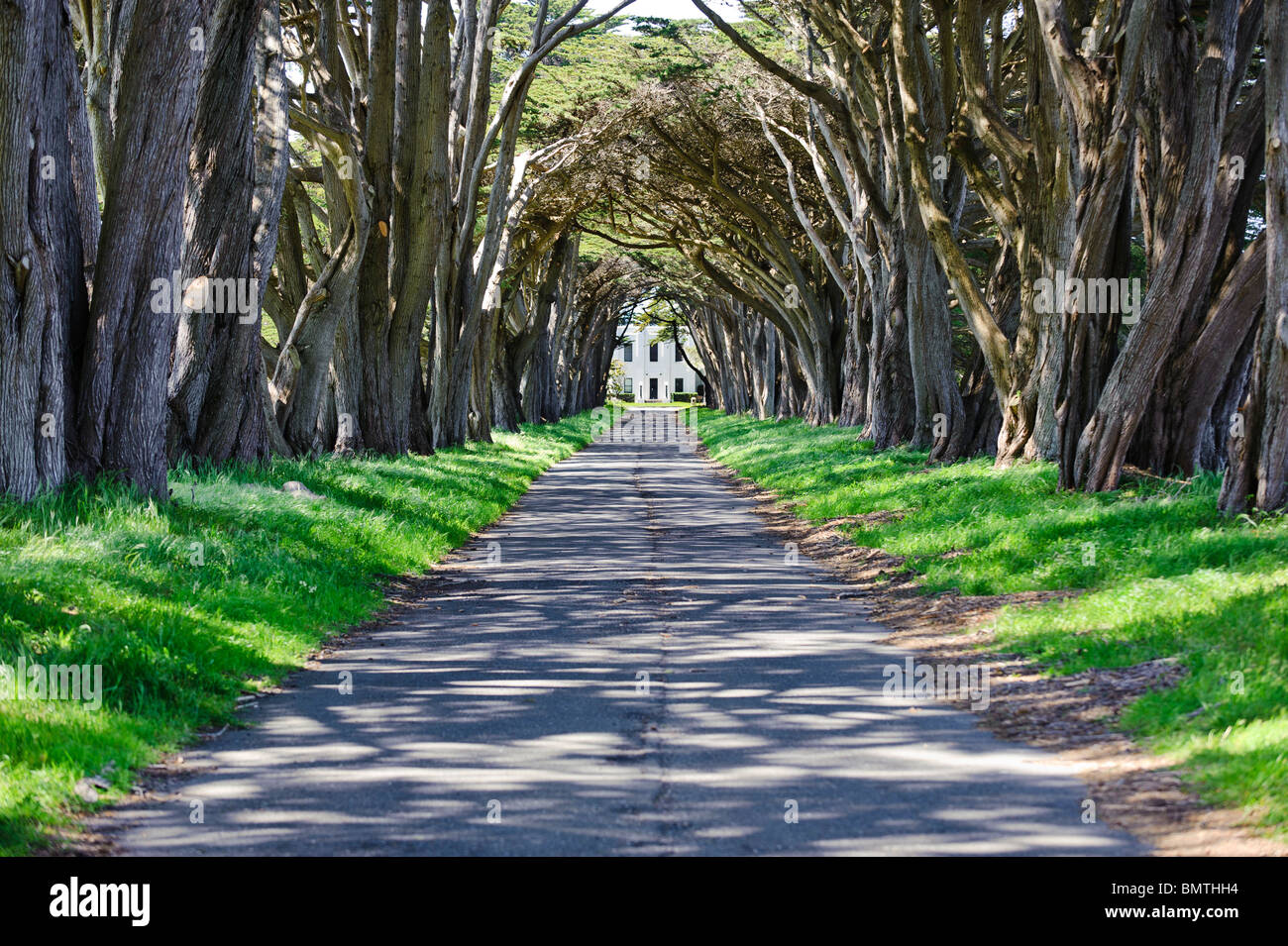 A cypress tree tunnel lines the drive to the historic RCA radio station ...