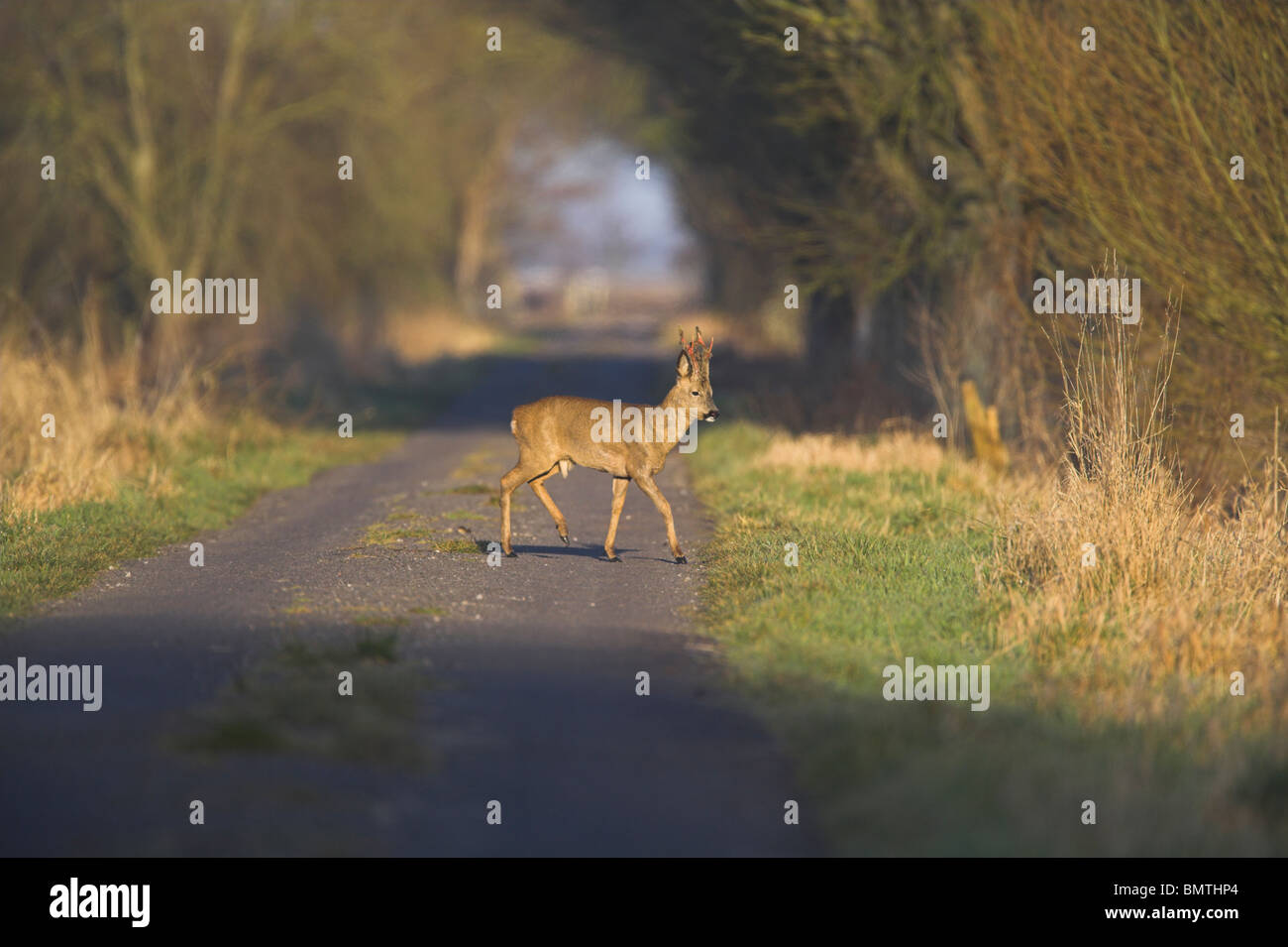 Roe Deer Capreolus capreolus male bounding across moorland at Tadham ...