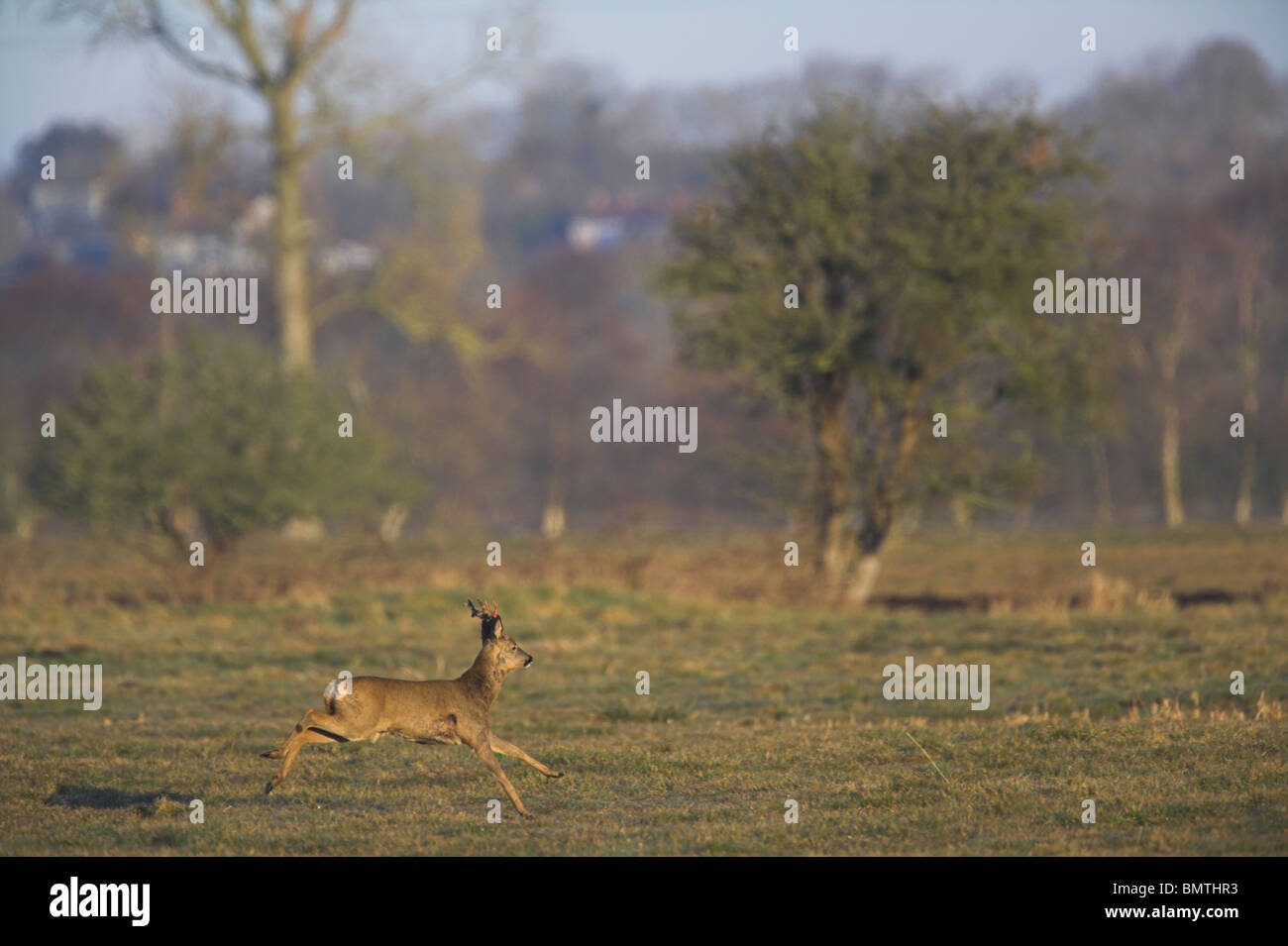 Roe Deer Capreolus capreolus male bounding across moorland at Tadham ...