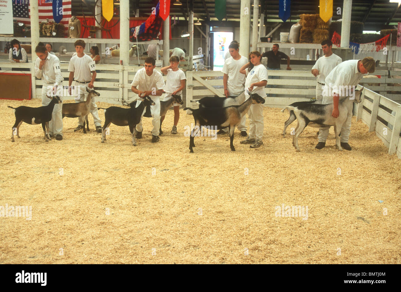 goat competition at New York State Fair Syracuse NY Stock Photo - Alamy