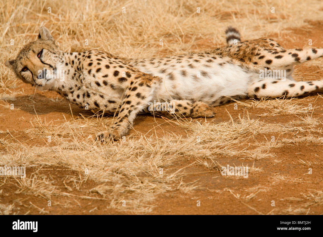 Young Cheetah, Namibia Stock Photo - Alamy