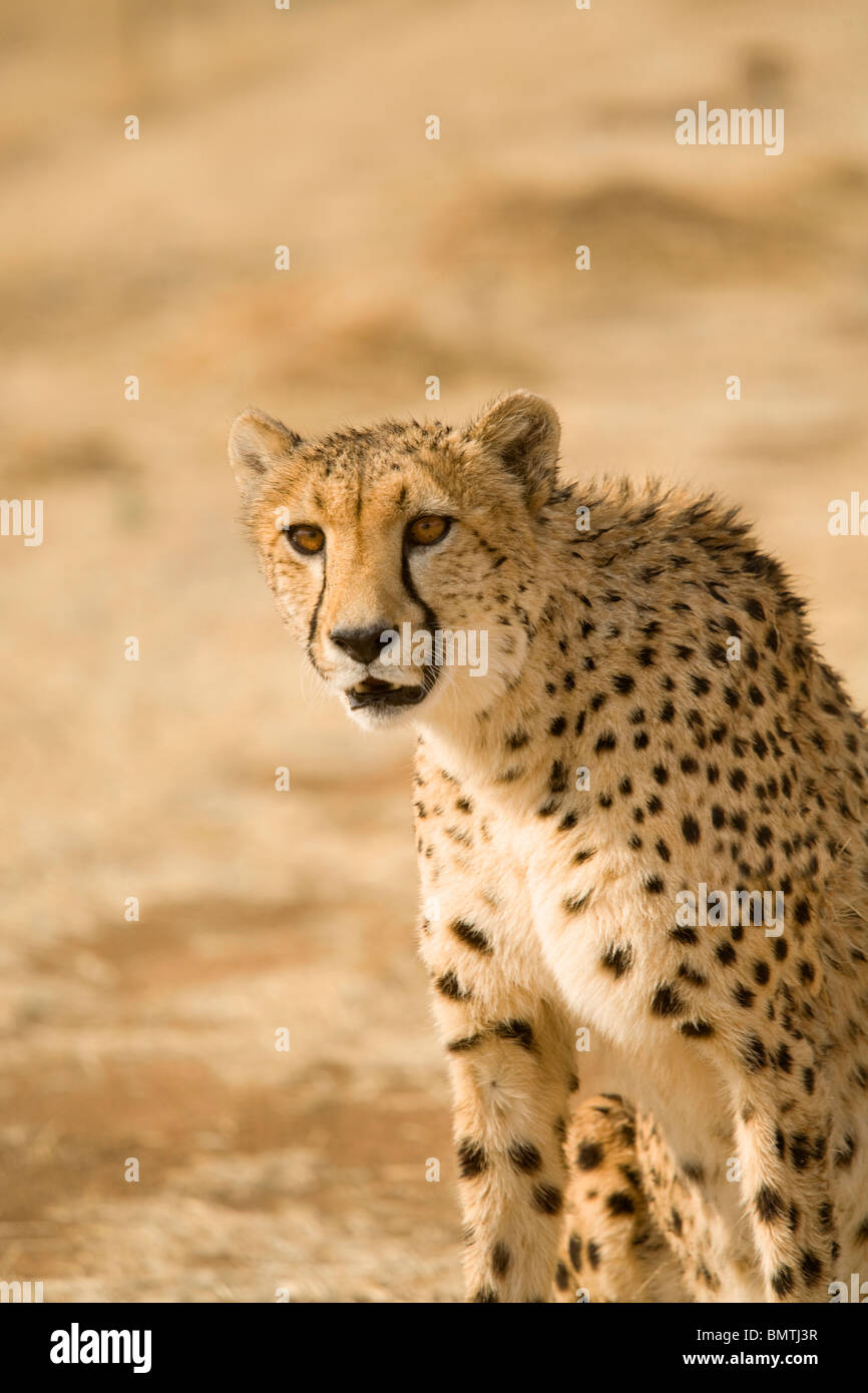 Young Cheetah, Namibia Stock Photo - Alamy