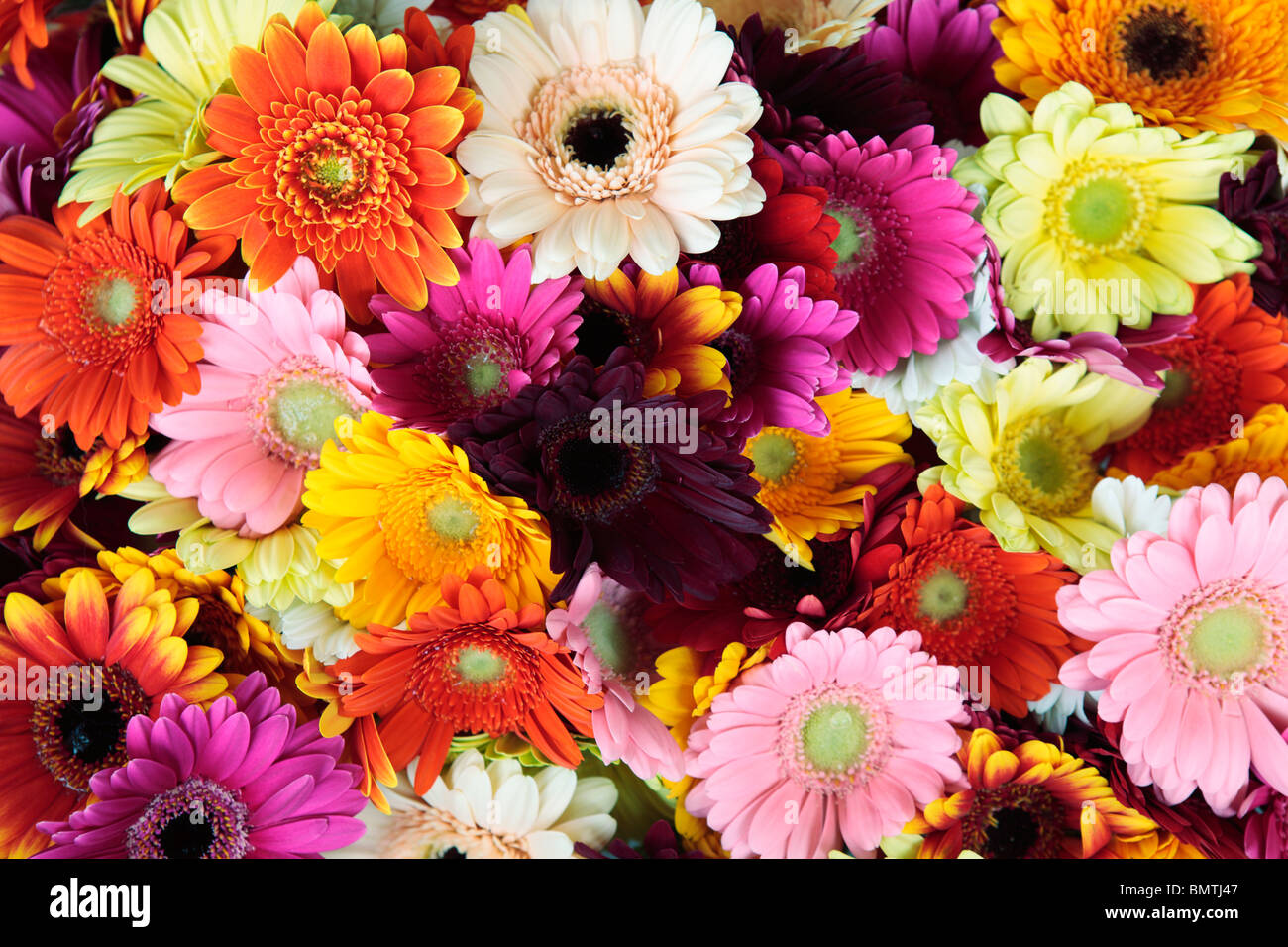 Mixed Gerbera Flowers Stock Photo - Alamy