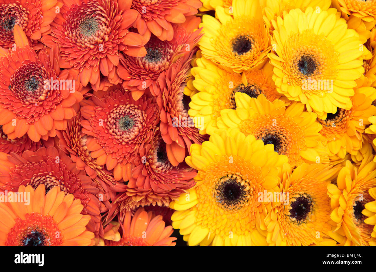 Mixed Gerbera Flowers Stock Photo - Alamy