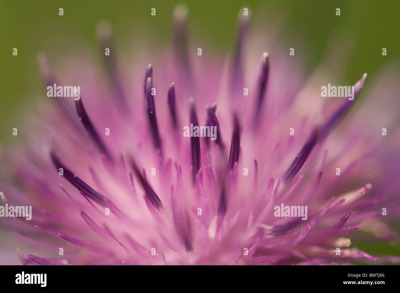 Head of Common Knapweed flower, Centaurea nigra, Britanny, France ...