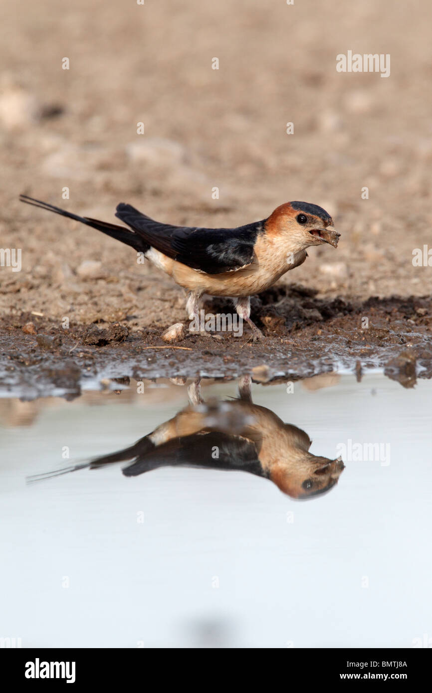 Red-rumped swallow, Hirundo daurica, single bird collecting mud ...