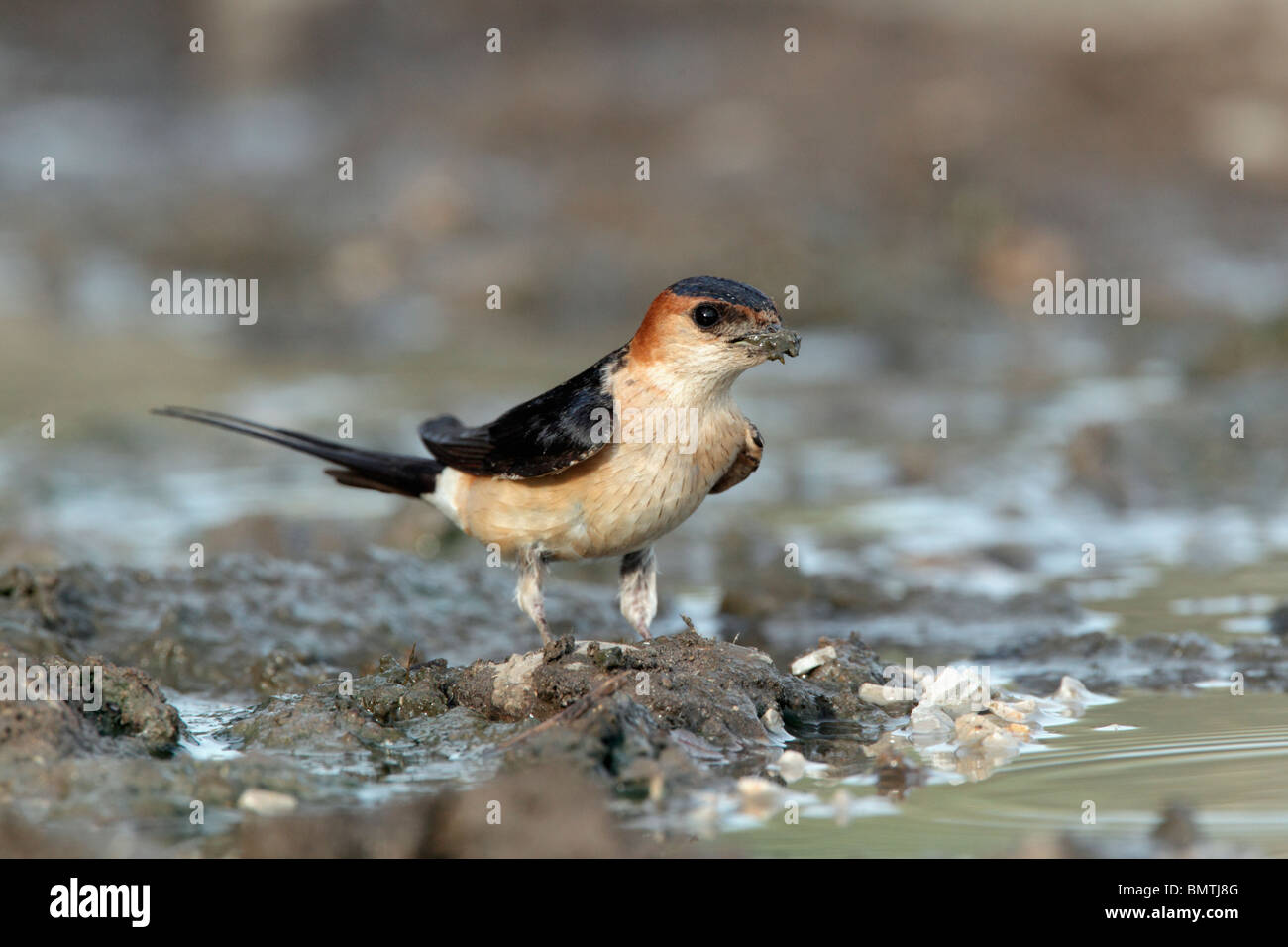Red-rumped swallow, Hirundo daurica, single bird collecting mud ...