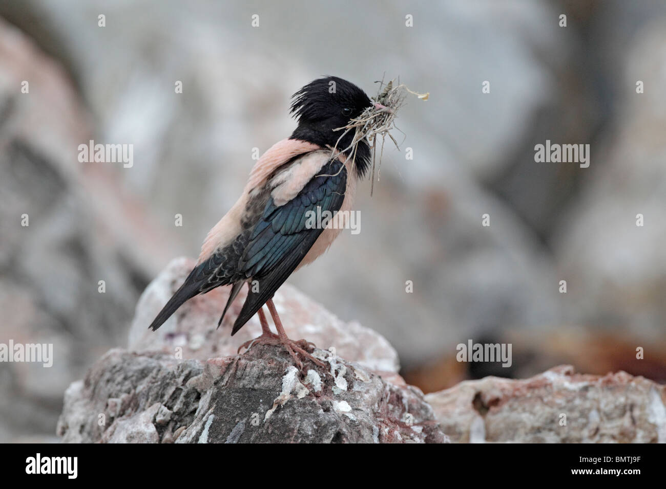 Rose-coloured starling, Sturnus roseus, single male with nest material ...