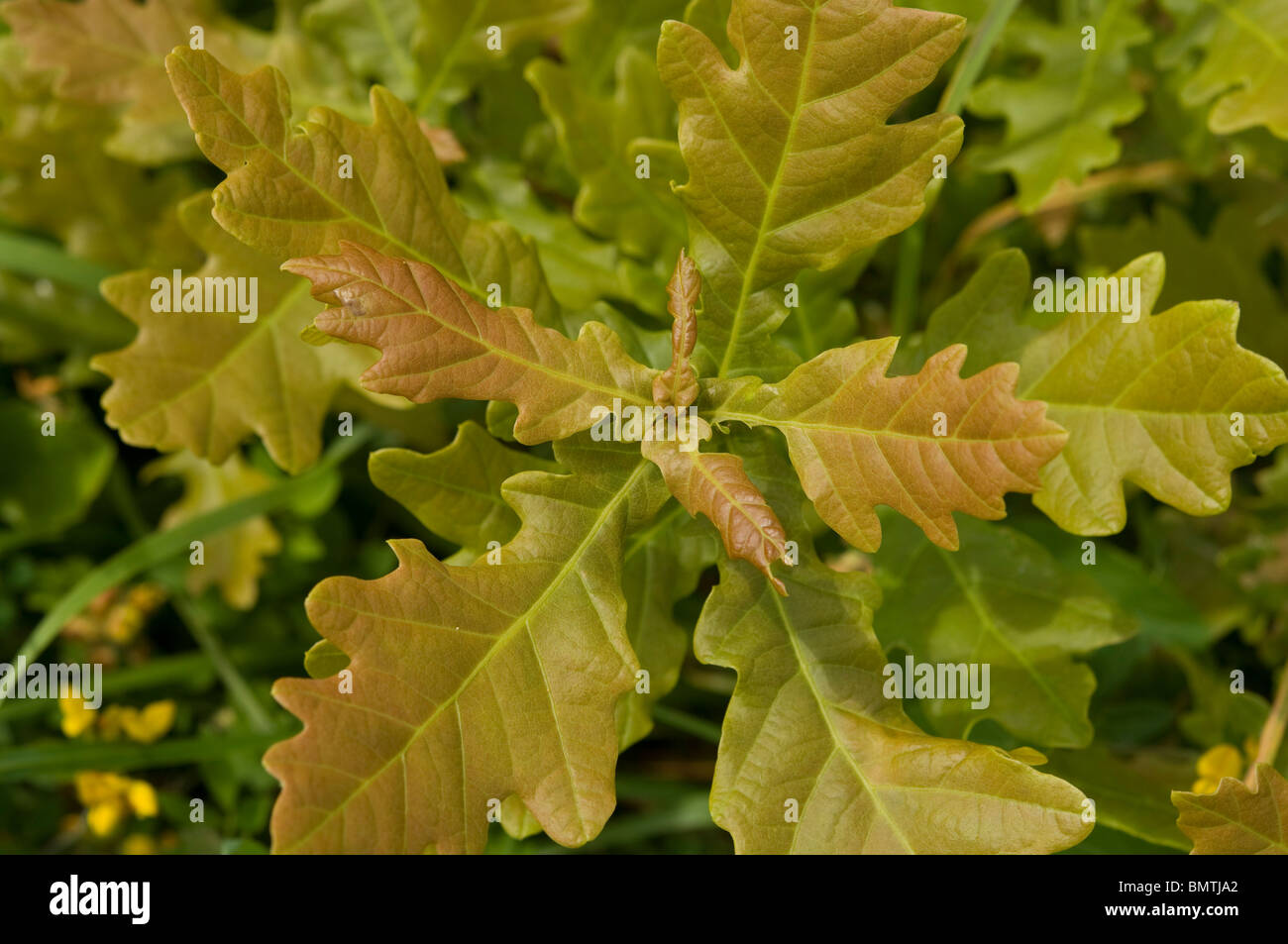 Oak sapling hi-res stock photography and images - Alamy