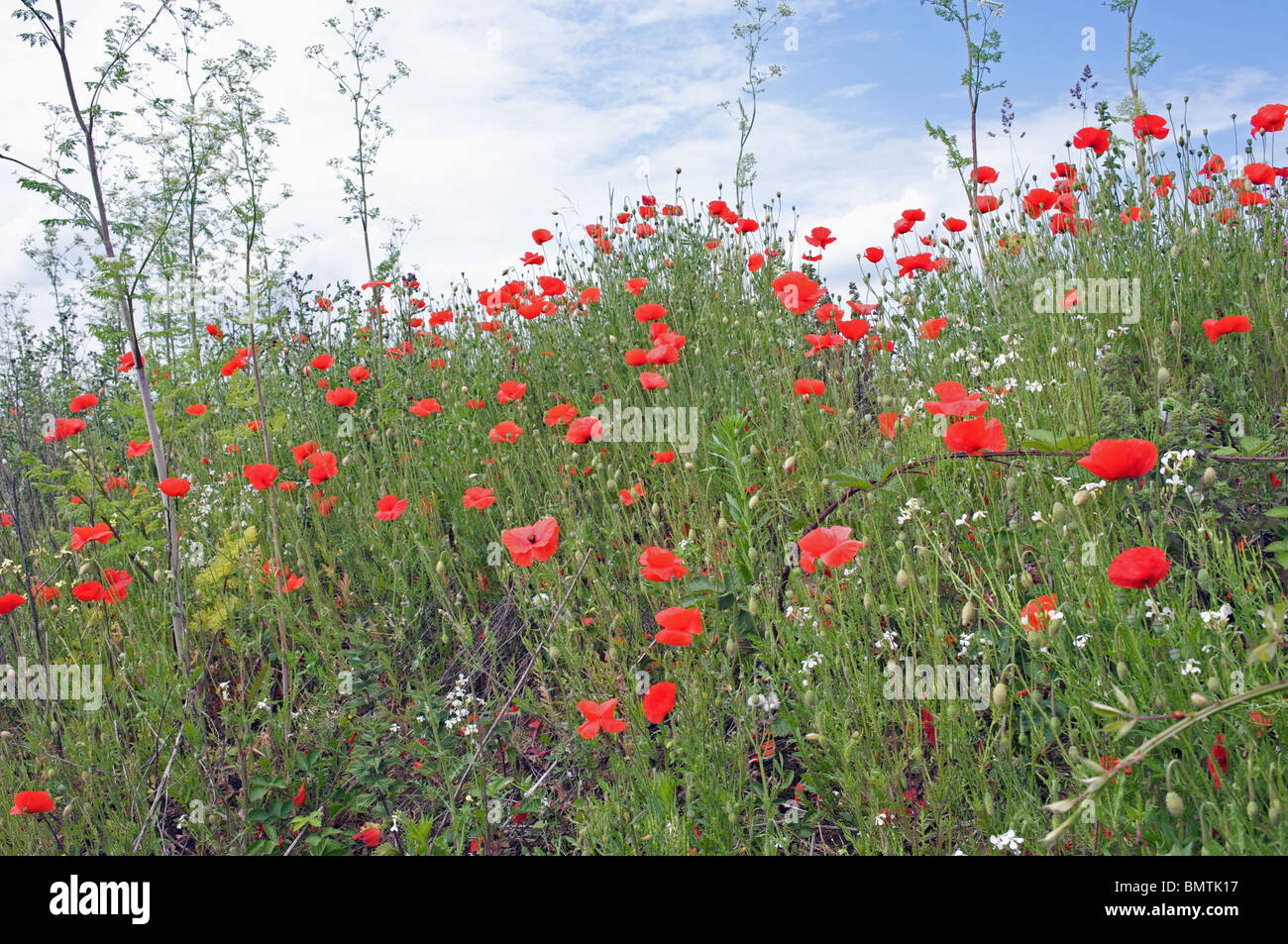 Wild poppies growing beside a road Stock Photo - Alamy