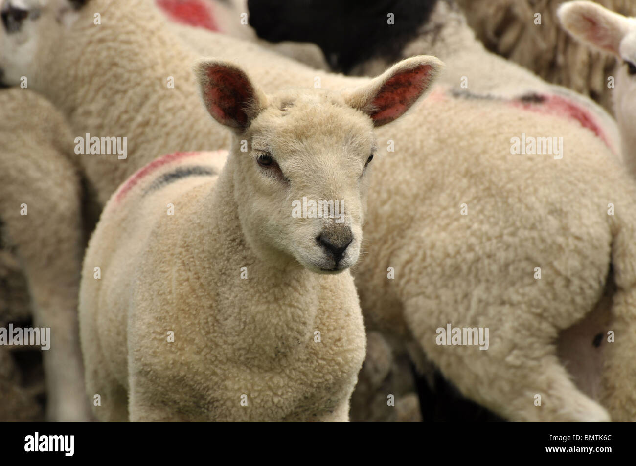 Fattening lamb hi-res stock photography and images - Alamy
