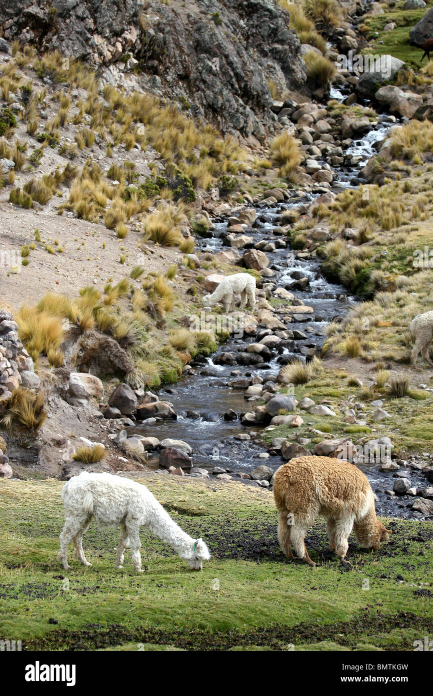 White alpaca eating grass hi-res stock photography and images - Alamy
