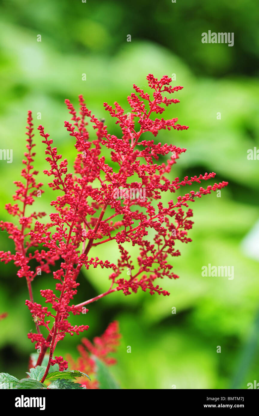 Astilbe Arendsii Red Sentinel Stock Photo - Alamy