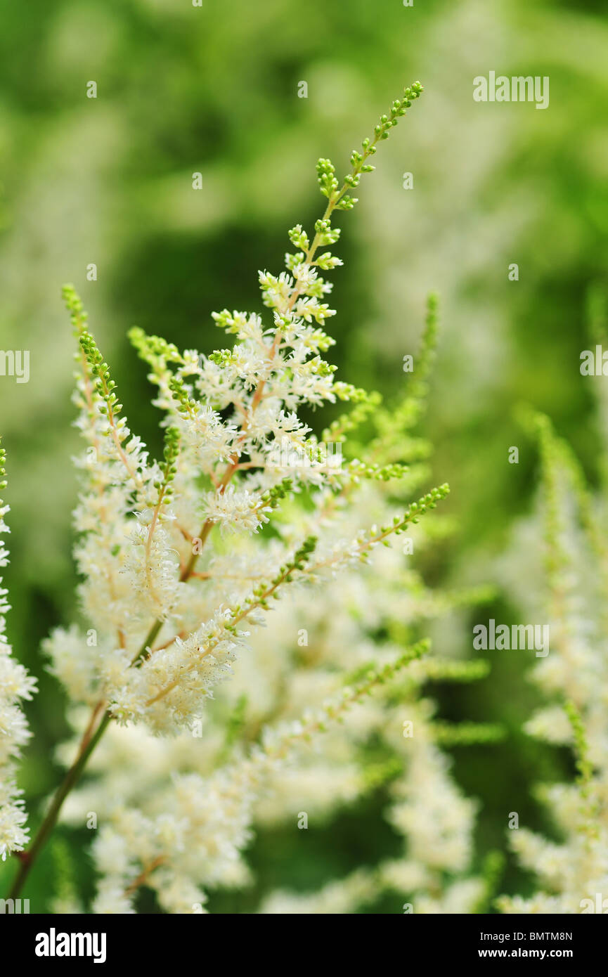 Astilbe Arendsii "Diamant" (Diamond Stock Photo - Alamy
