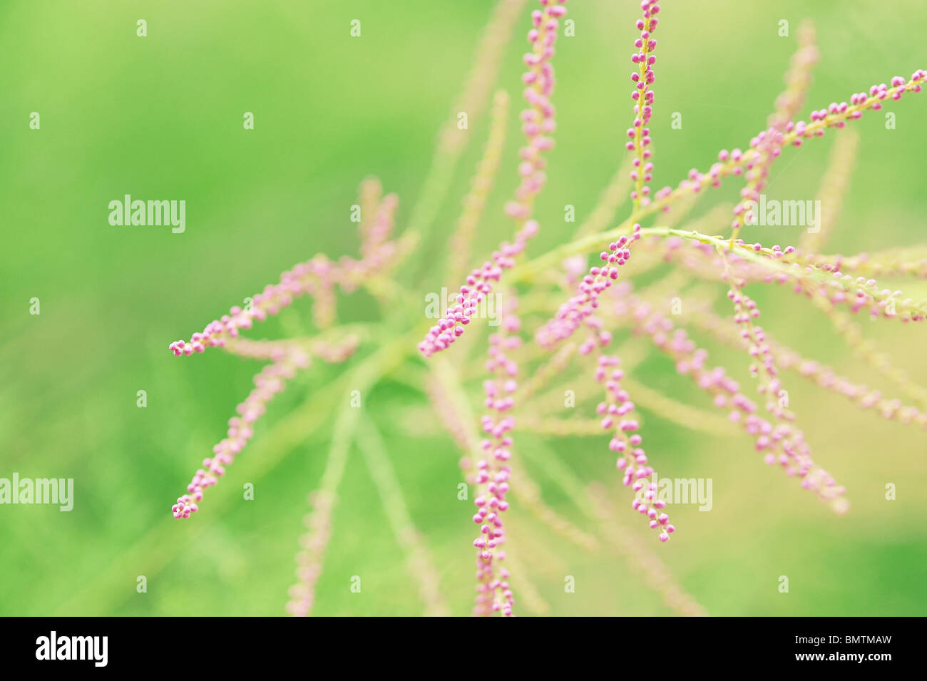 Pentandra hi-res stock photography and images - Alamy