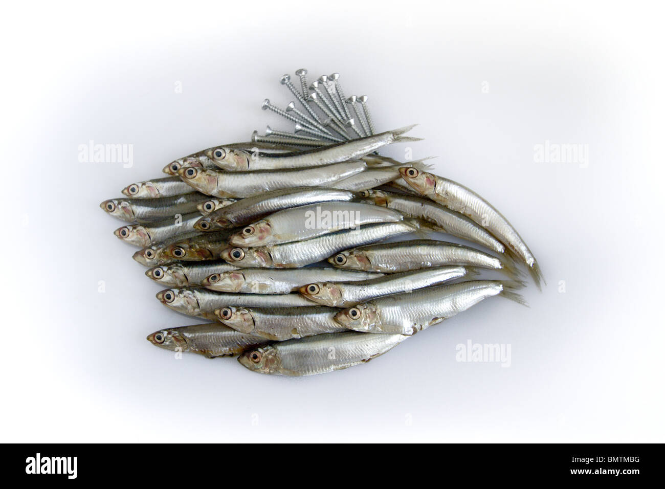 Anchovy fish design Cut Out Stock Images & Pictures - Alamy