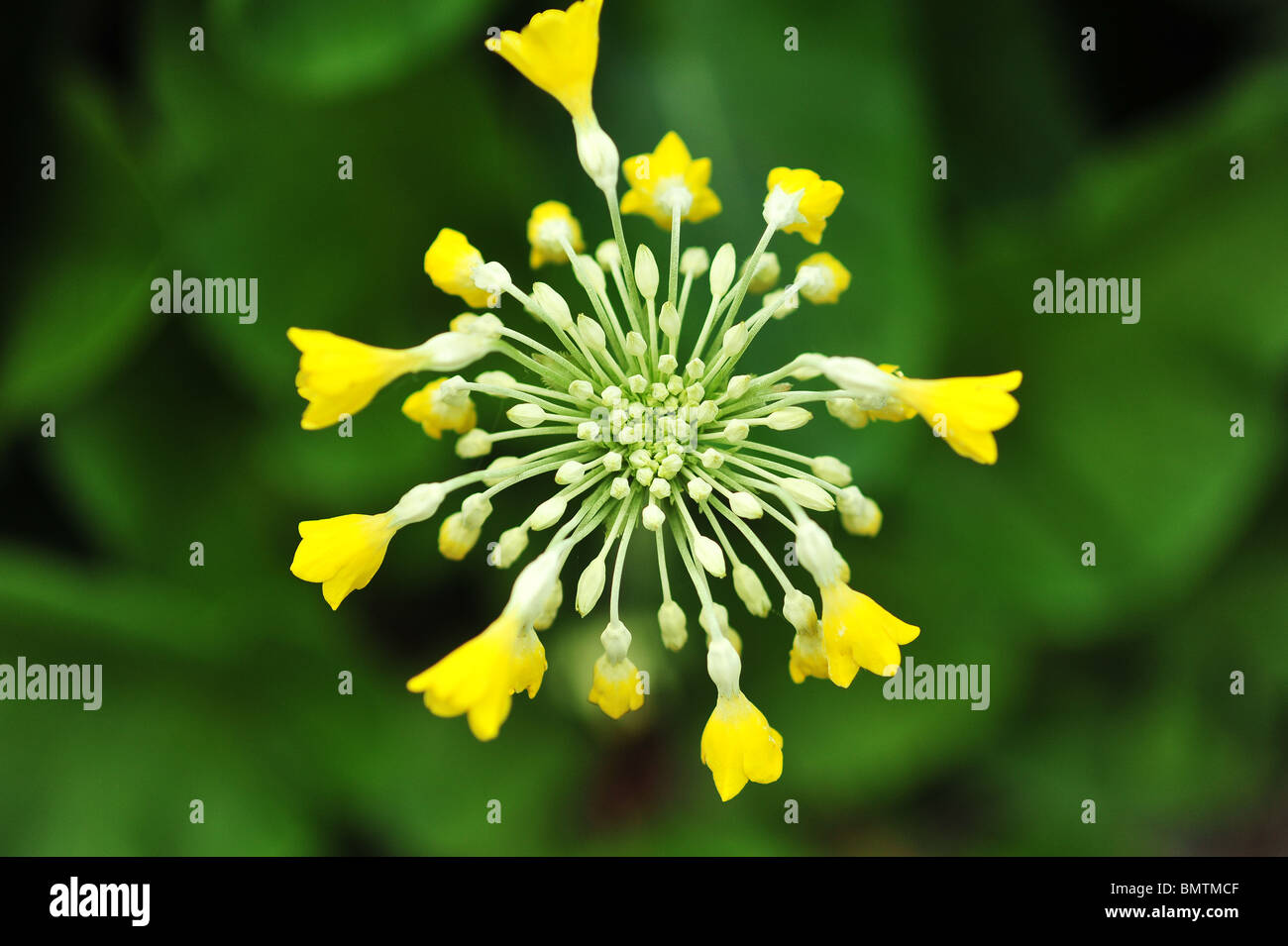 White dryad hi-res stock photography and images - Alamy