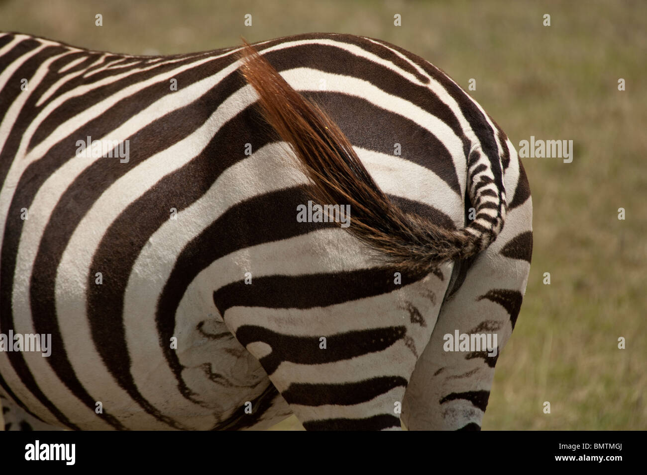 Zebra bottom hi-res stock photography and images - Alamy