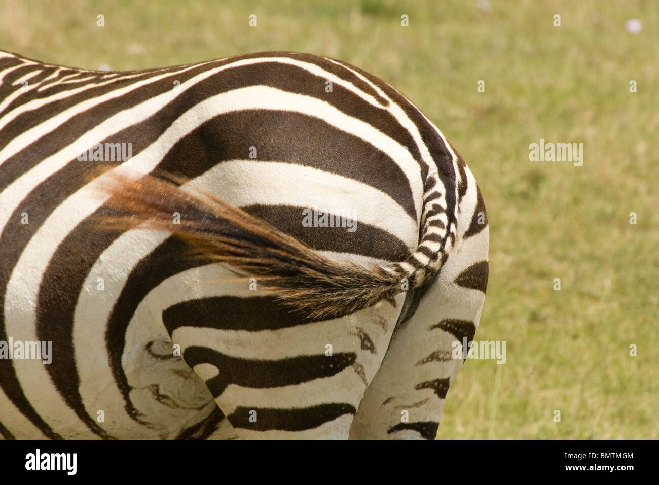 Zebra bottom hi-res stock photography and images - Alamy