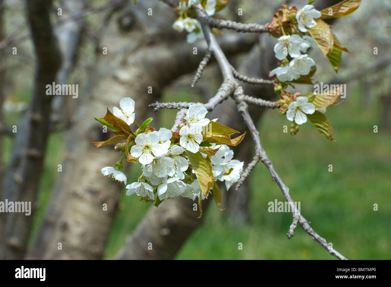Cherry orchard prunus sp hi-res stock photography and images - Alamy