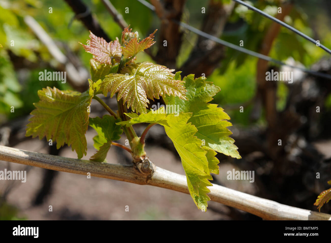 New leaves on grape vine Stock Photo - Alamy