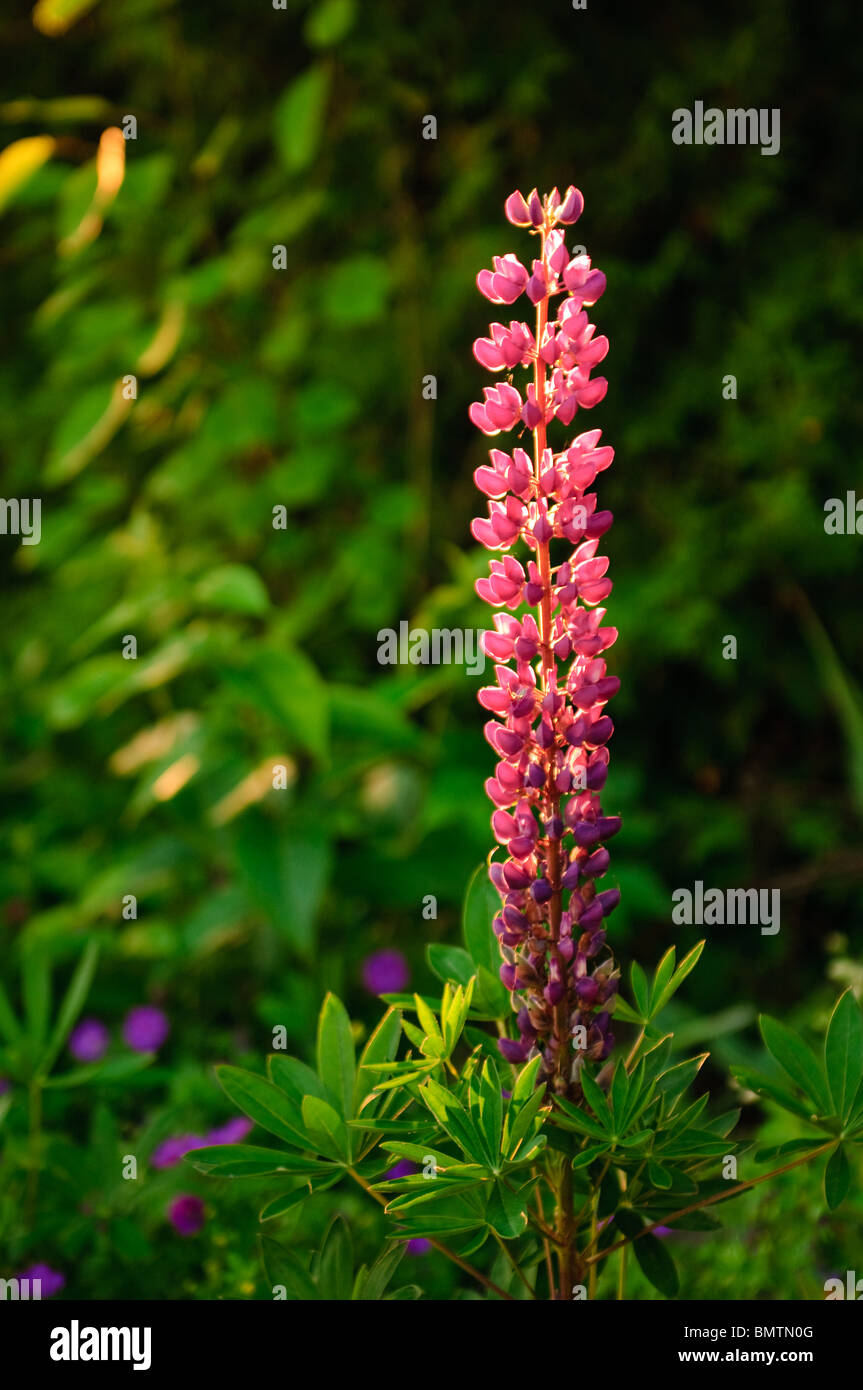 Tall pink flower hi-res stock photography and images - Alamy