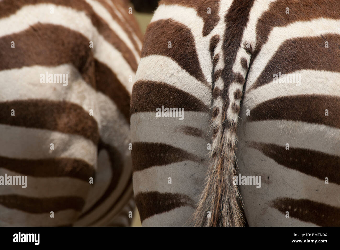 Zebra tails hi-res stock photography and images - Alamy