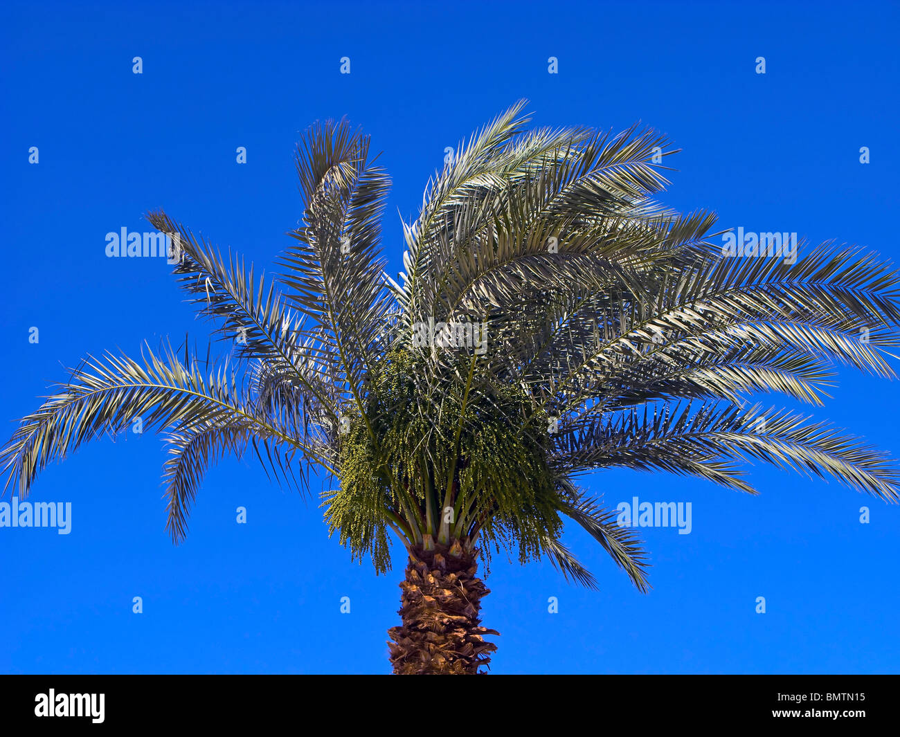 Palm tree in Egypt Stock Photo - Alamy