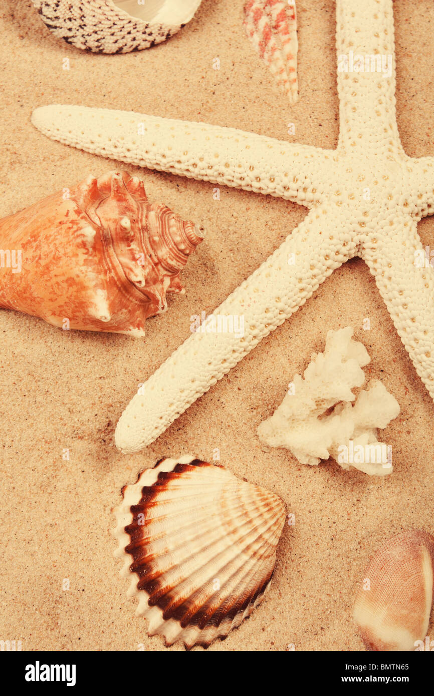 Composition sea shells coral hi-res stock photography and images - Alamy