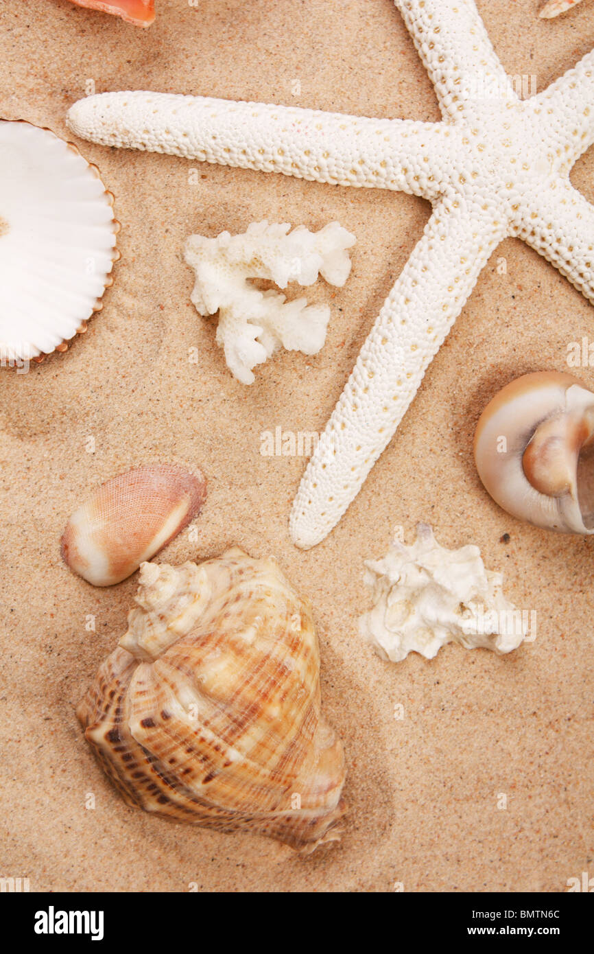 shells on the beach Stock Photo - Alamy