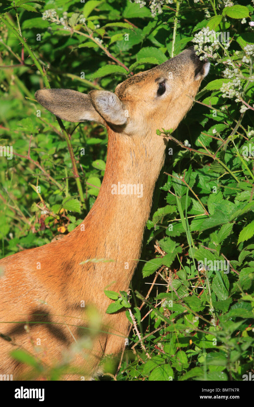 Roe Deer Doe eating (Capreolus capreolus Stock Photo - Alamy