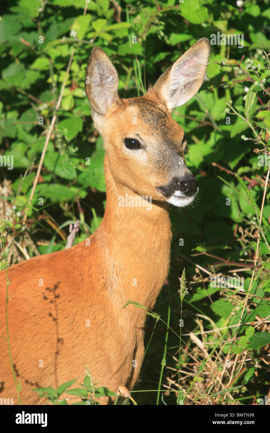 Roe Deer Doe (Capreolus capreolus Stock Photo - Alamy