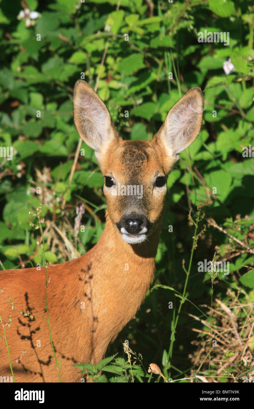 Roe Deer Doe (Capreolus capreolus Stock Photo - Alamy