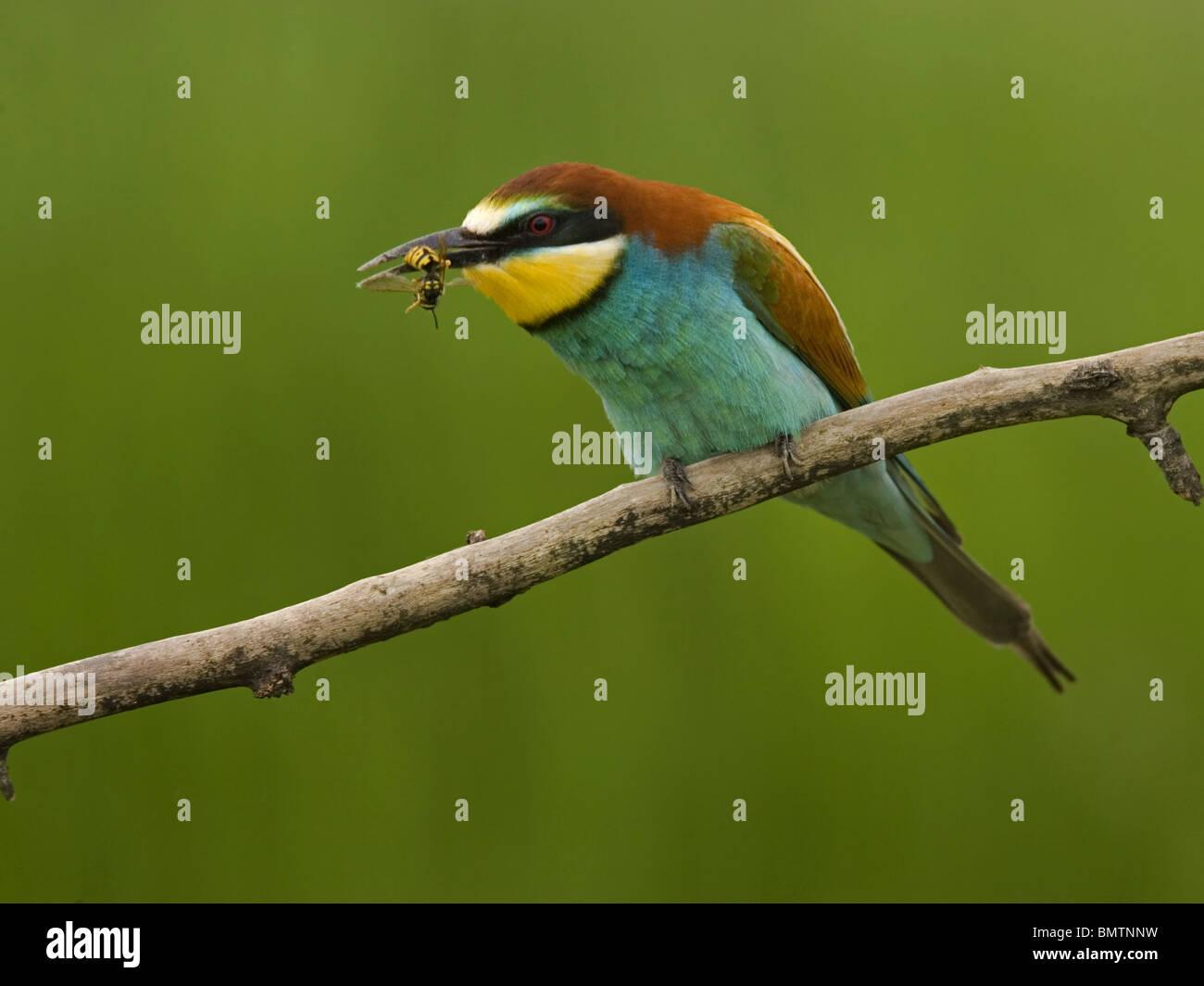 European bee-eater with wasp Stock Photo - Alamy