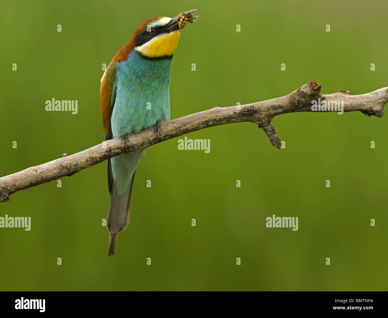 European bee-eater with wasp Stock Photo - Alamy