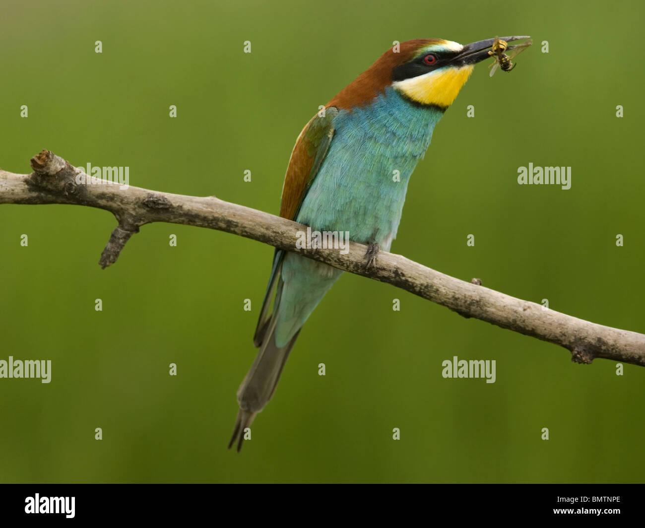 European bee-eater with wasp Stock Photo - Alamy